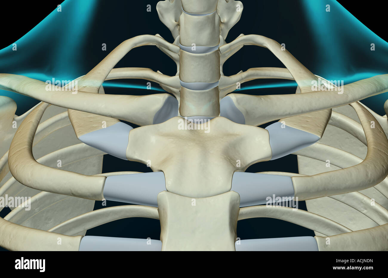 The bones of the neck Stock Photo - Alamy