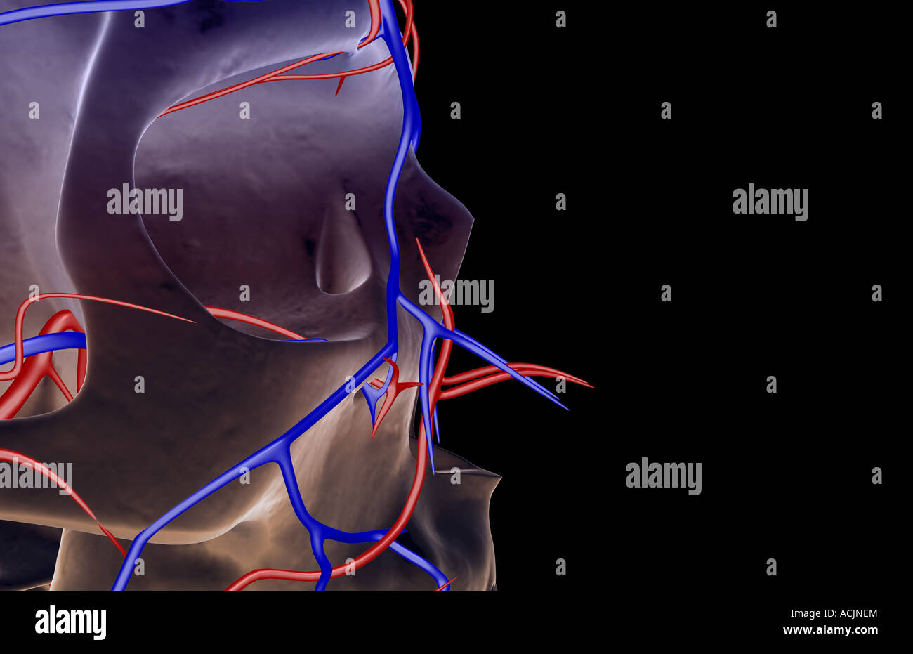 Facial artery hi-res stock photography and images - Alamy