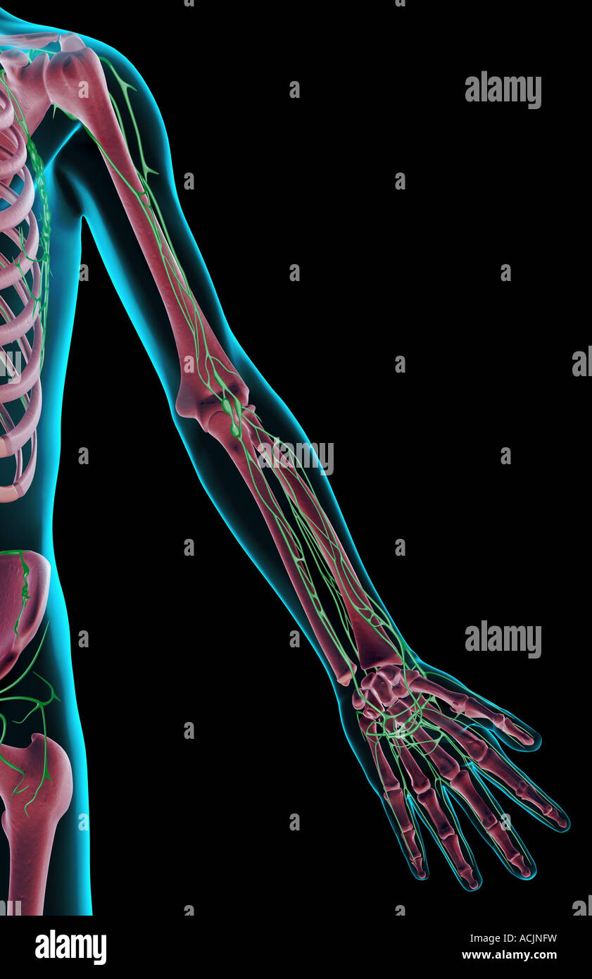 The lymph supply of the upper limb Stock Photo - Alamy