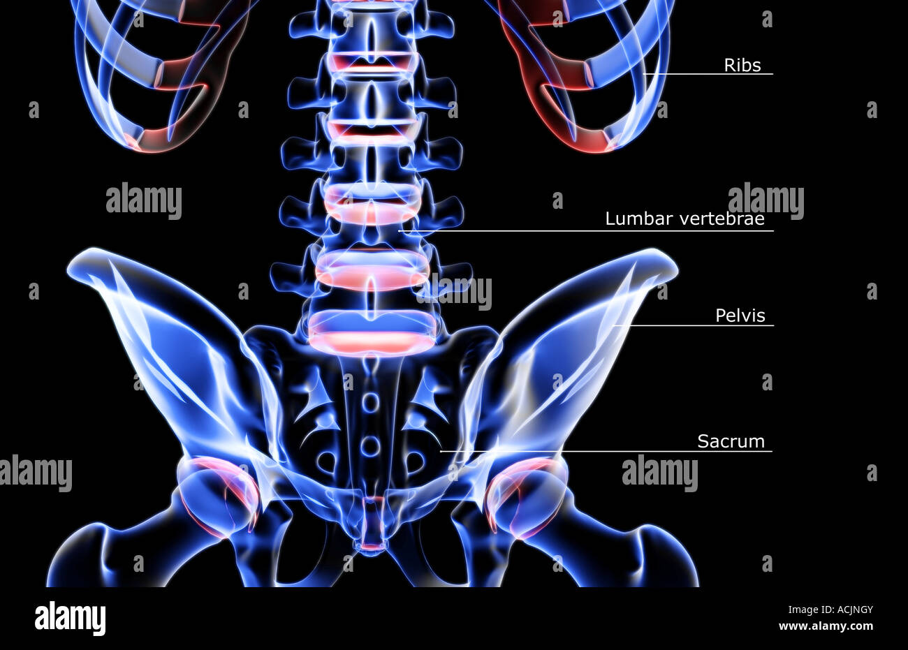 The bones of the lower back Stock Photo - Alamy