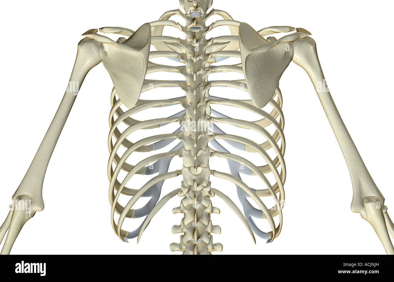 The bones of the upper body Stock Photo - Alamy