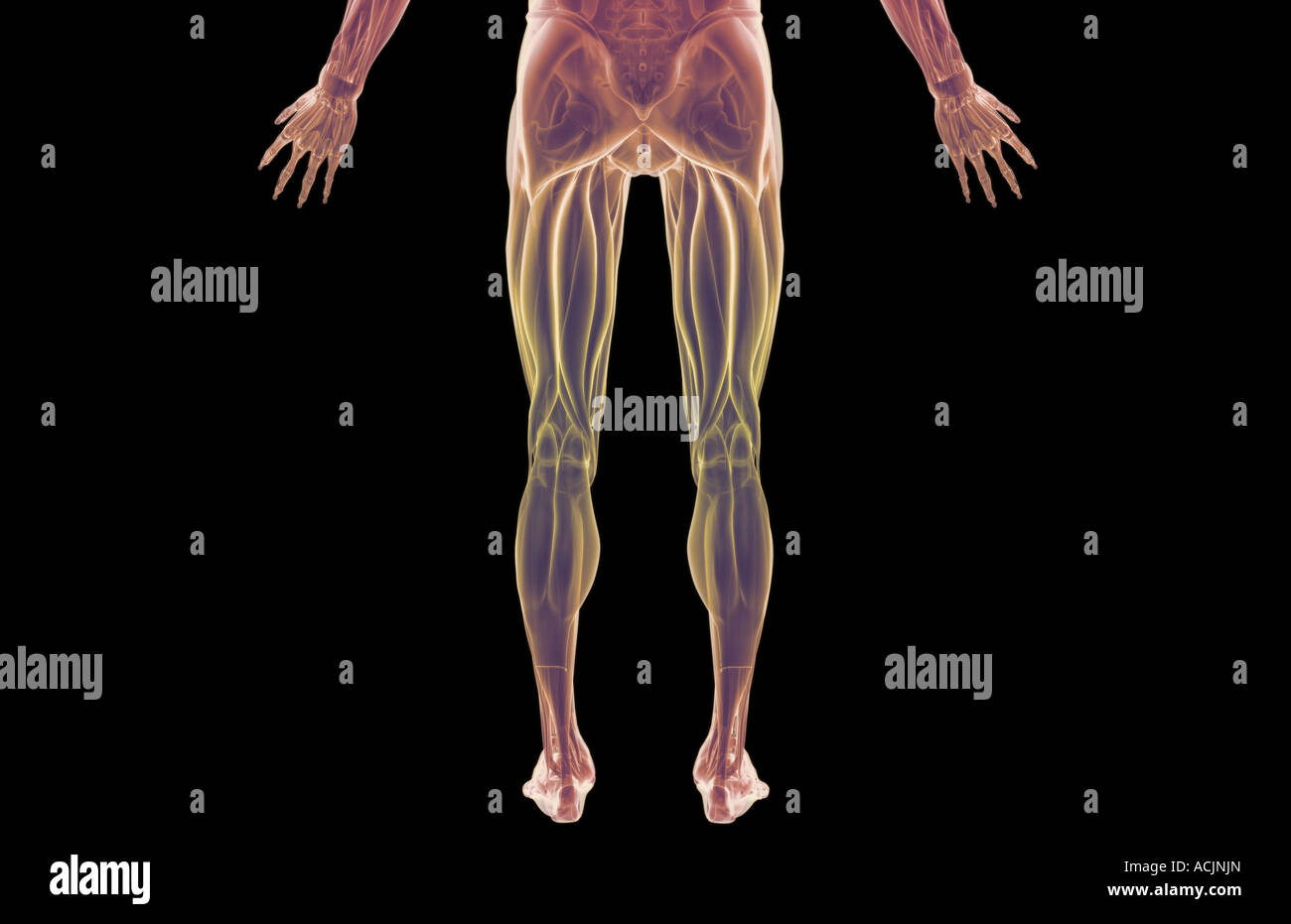 The muscles of the lower body Stock Photo - Alamy