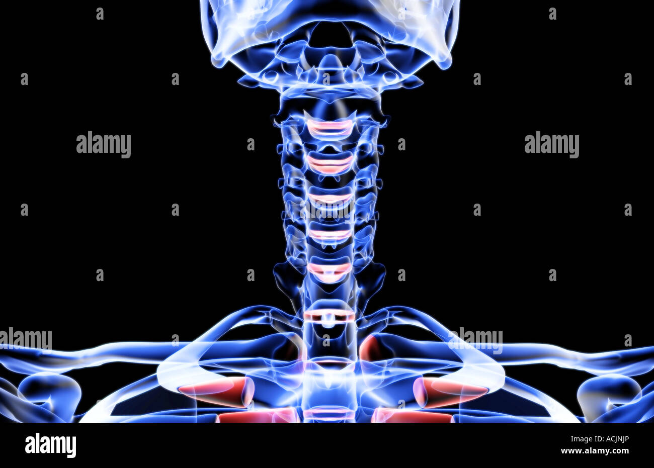 The bones of the neck Stock Photo - Alamy