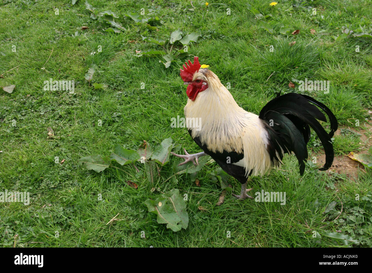 Free range Light Sussex cockerel chicken Hampshire England Stock Photo ...