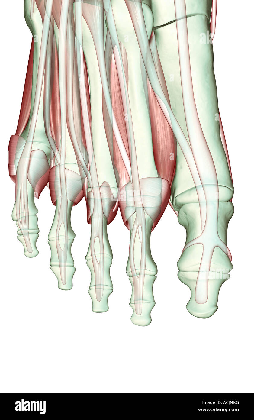 Foot Dorsal View High Resolution Stock Photography and Images - Alamy