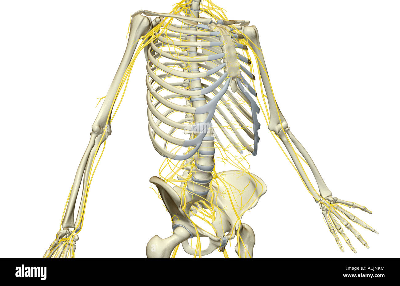 The nerves of the trunk Stock Photo - Alamy