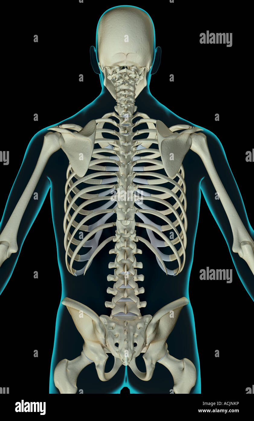 The bones of the upper body Stock Photo - Alamy
