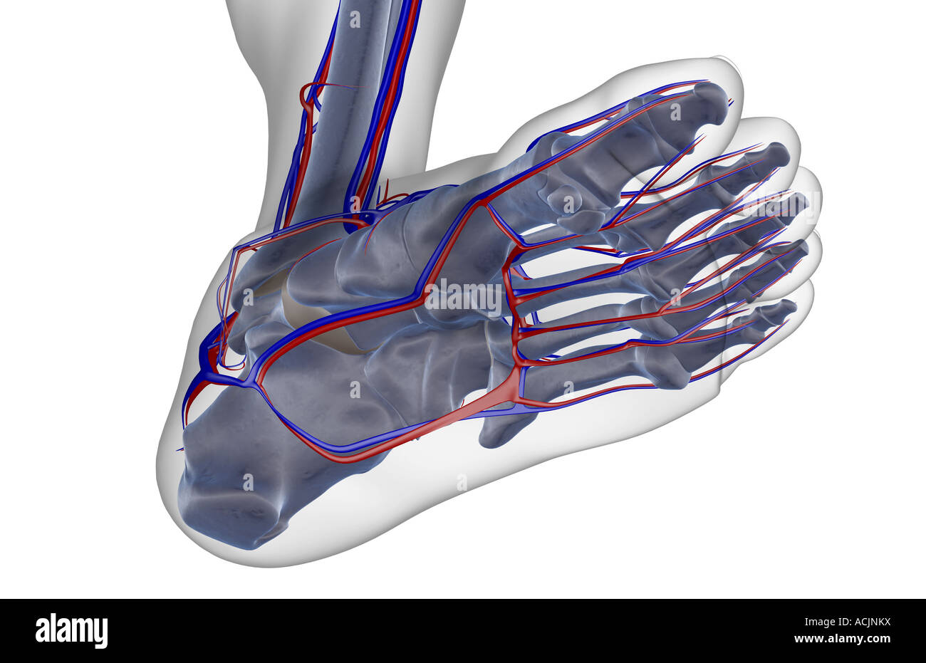 The blood supply of the foot Stock Photo - Alamy