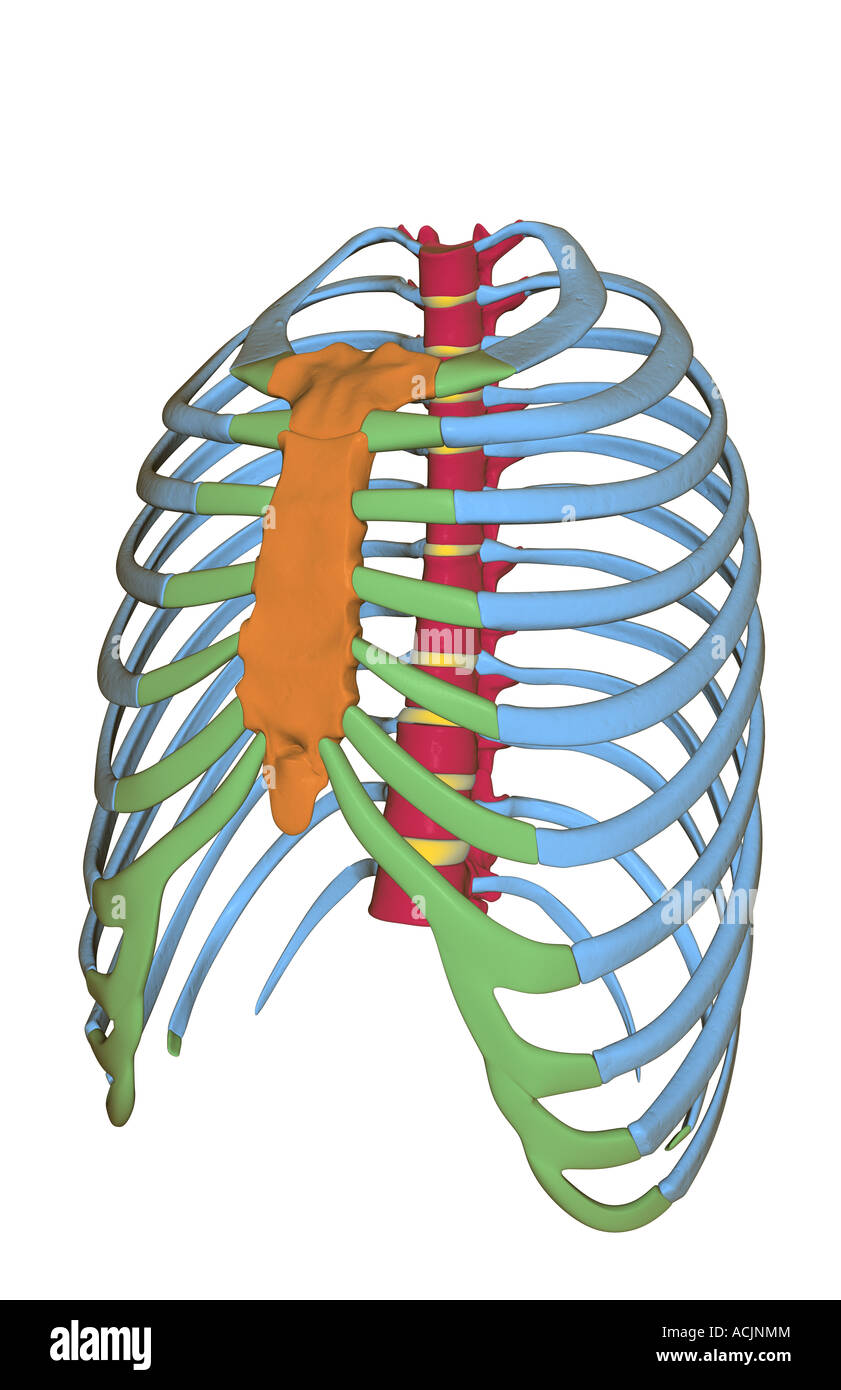 Xiphoid process hi-res stock photography and images - Alamy