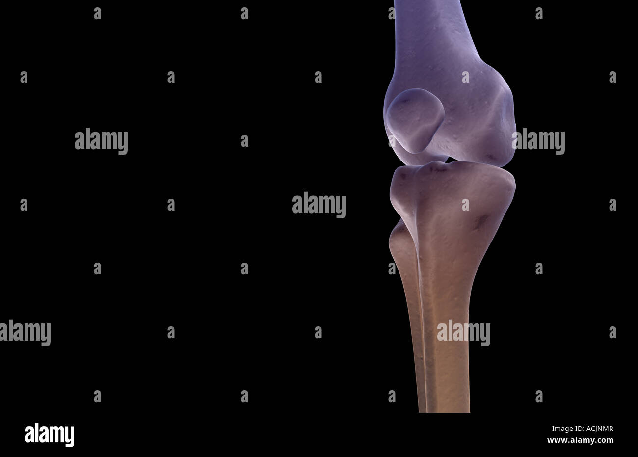 The bones of the knee Stock Photo - Alamy