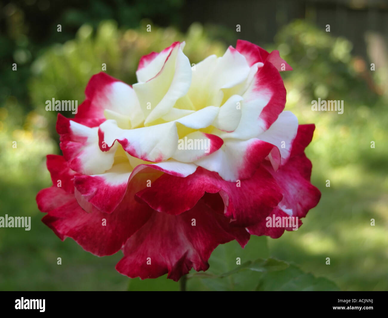Rose rosa double delight hi-res stock photography and images - Alamy