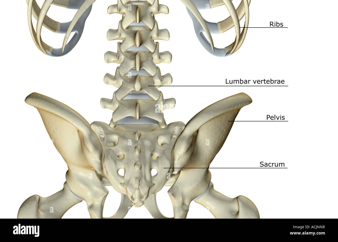 The Bones Of The Lower Back Stock Photo Alamy The Bones Of The Lower Back Stock Photo Alamy