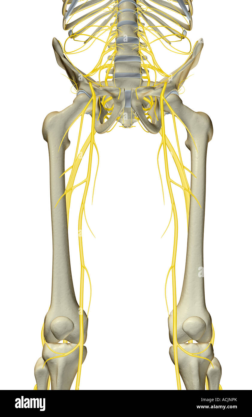 Lower Extremity Nerves