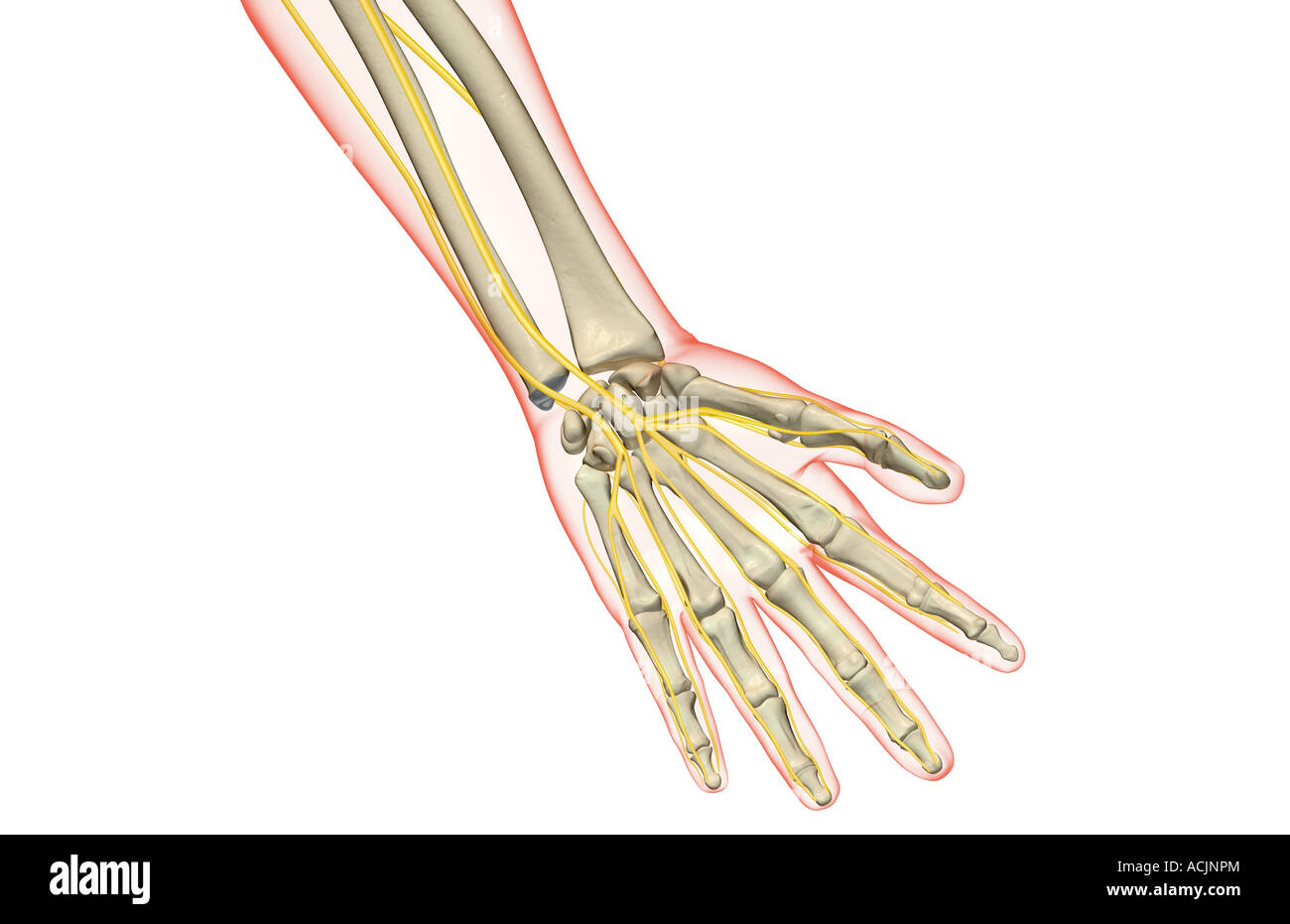 The nerves of the hand Stock Photo - Alamy