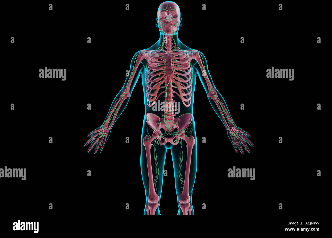 Lumbar lymph nodes hi-res stock photography and images - Alamy