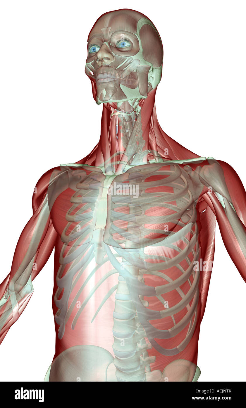 The musculoskeleton of the upper body Stock Photo - Alamy