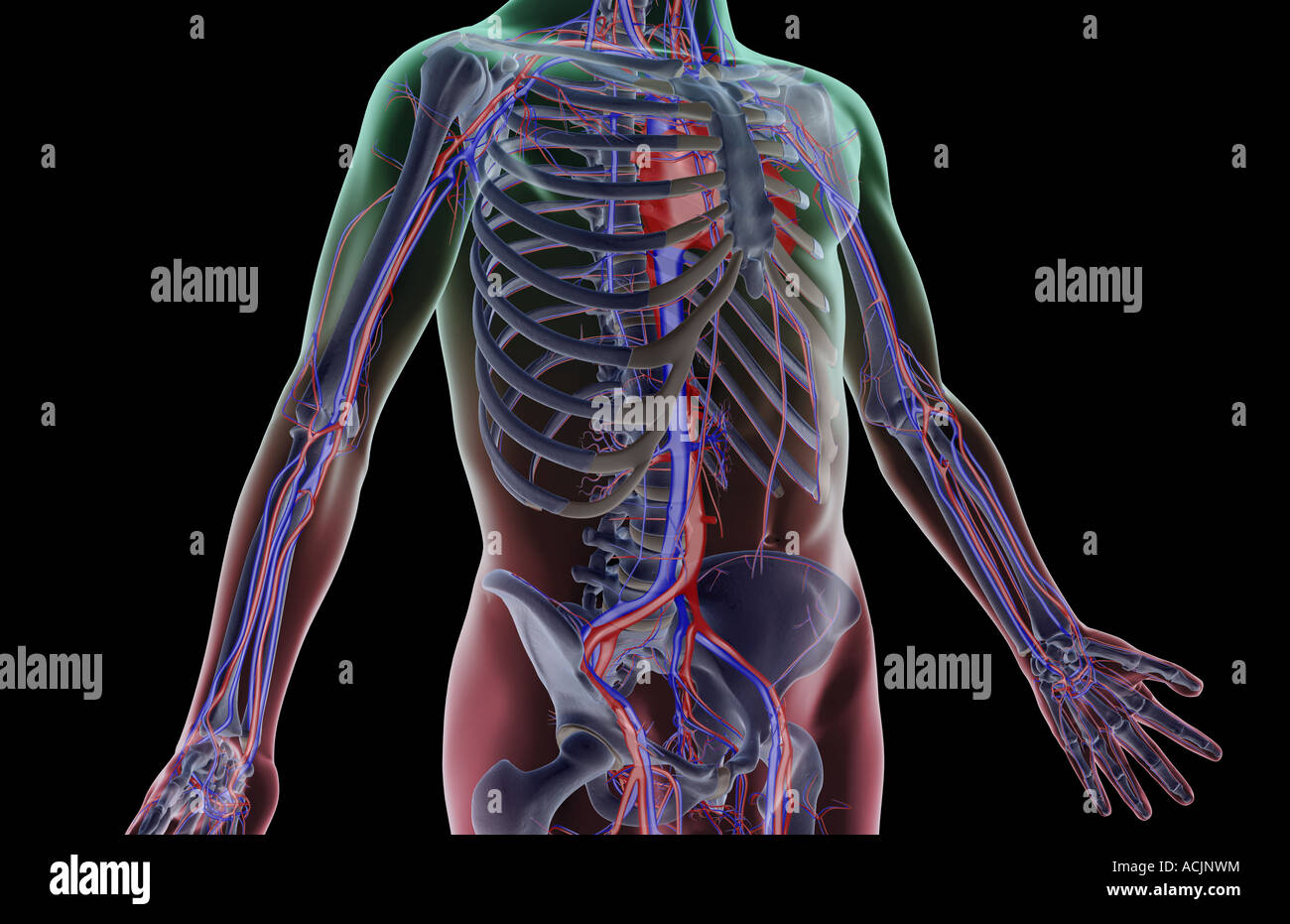 The blood supply of the trunk Stock Photo - Alamy