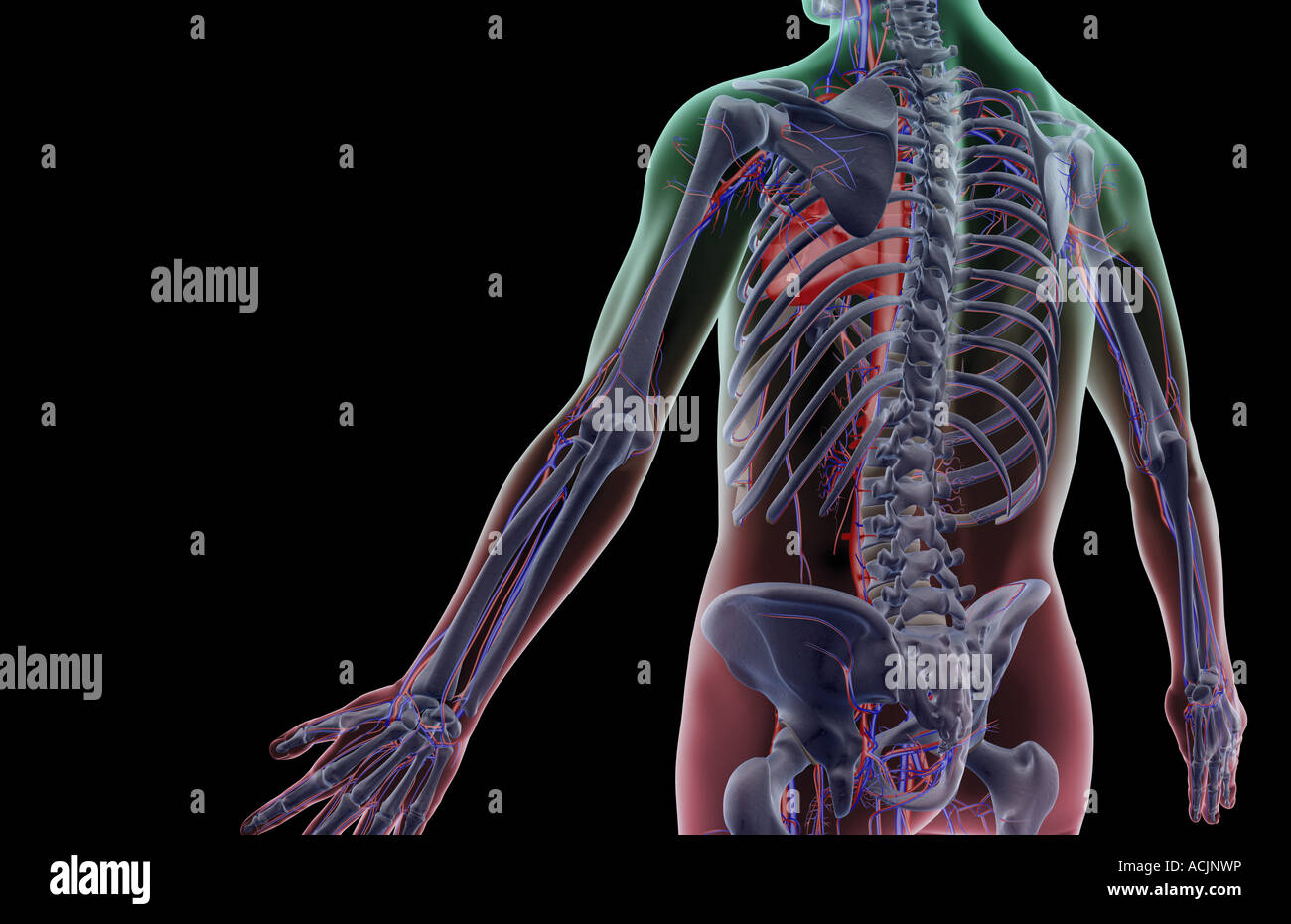 The blood supply of the trunk Stock Photo - Alamy
