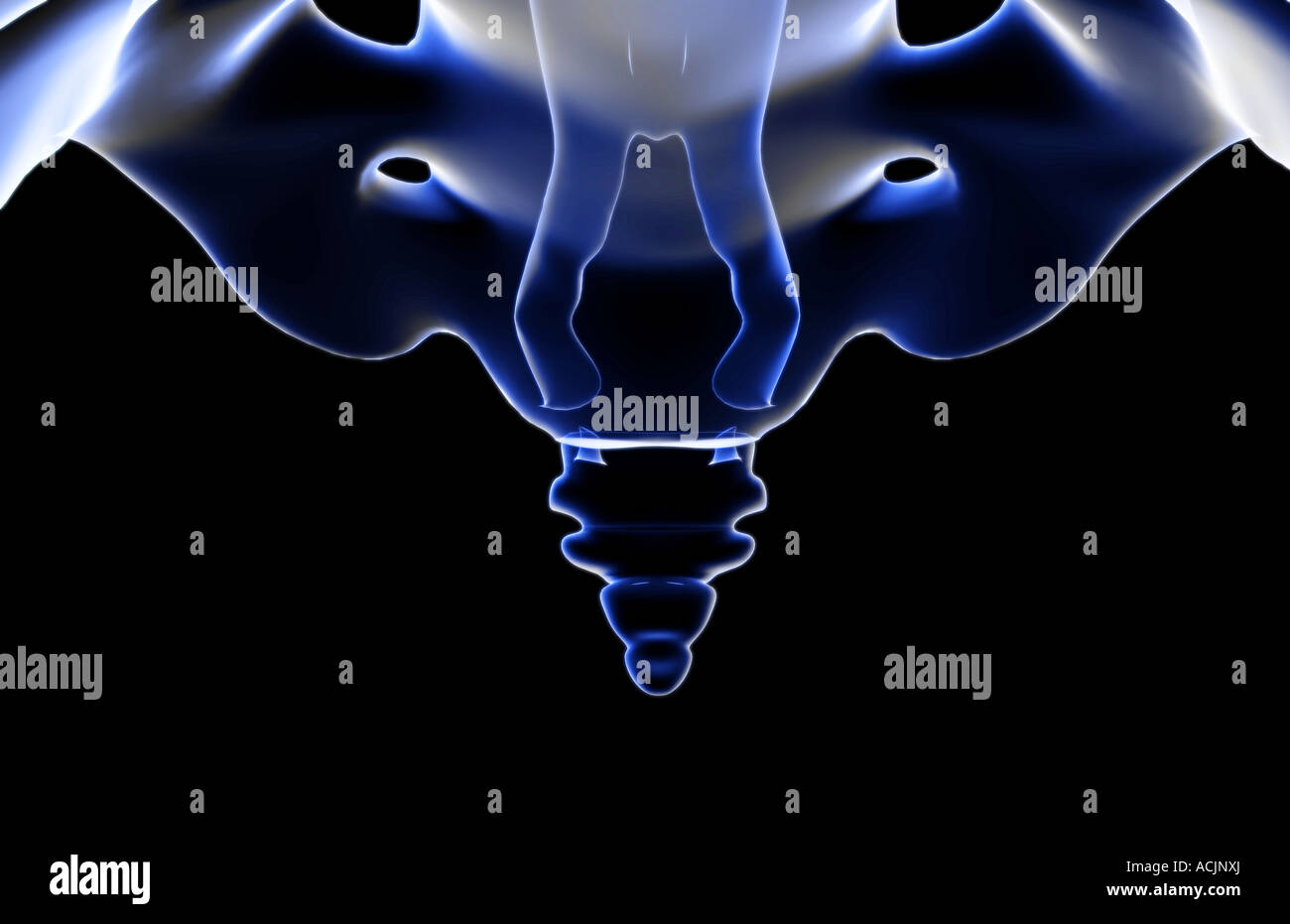 The bones of the tail bone Stock Photo - Alamy