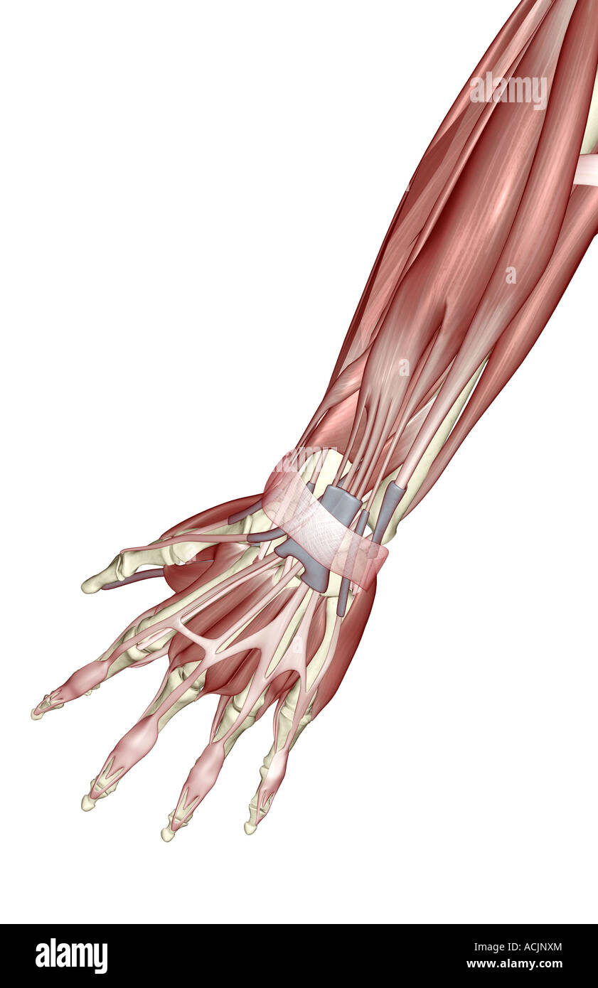 The muscles of the forearm Stock Photo - Alamy