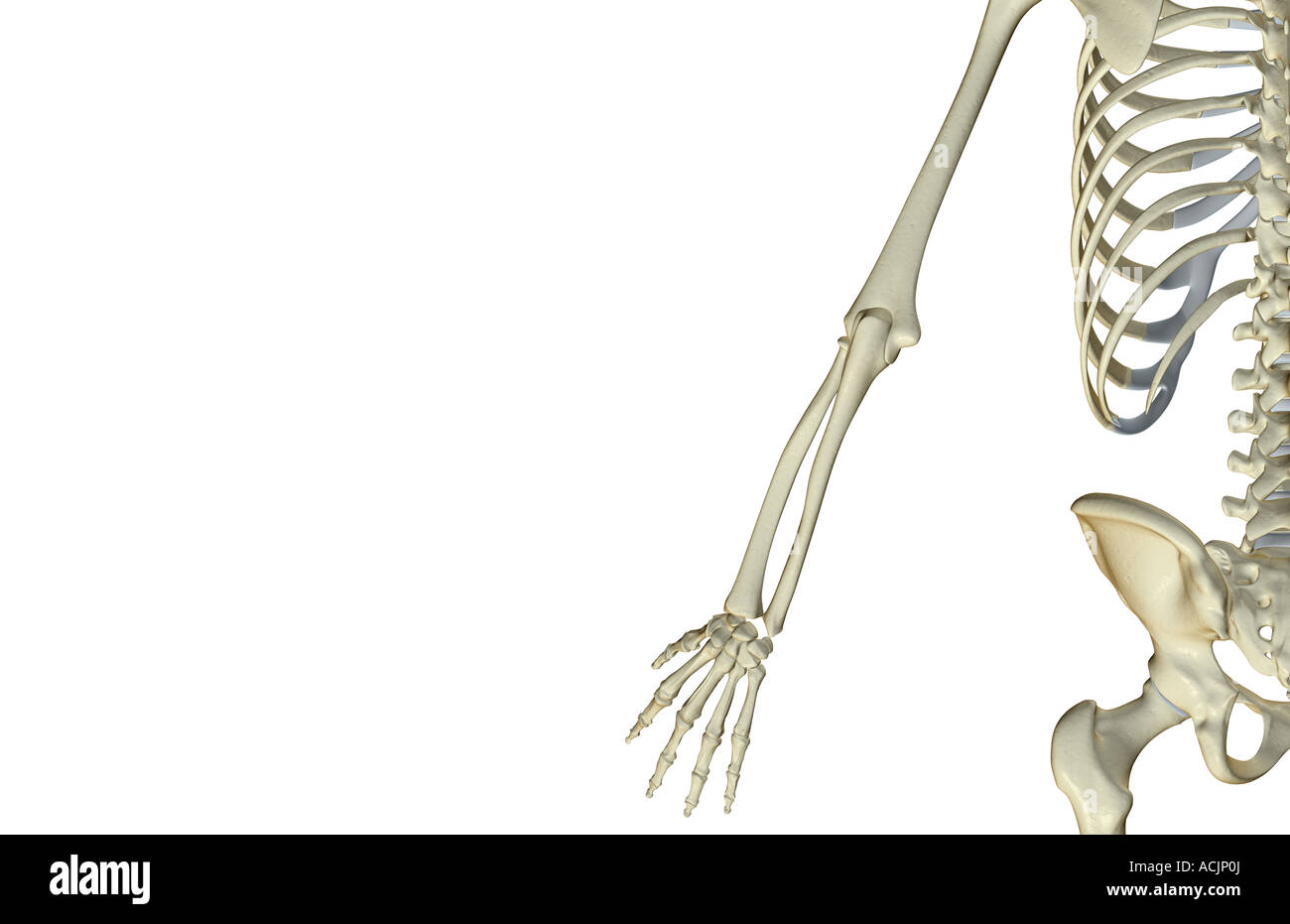 Bones of the upper limb hi-res stock photography and images - Alamy