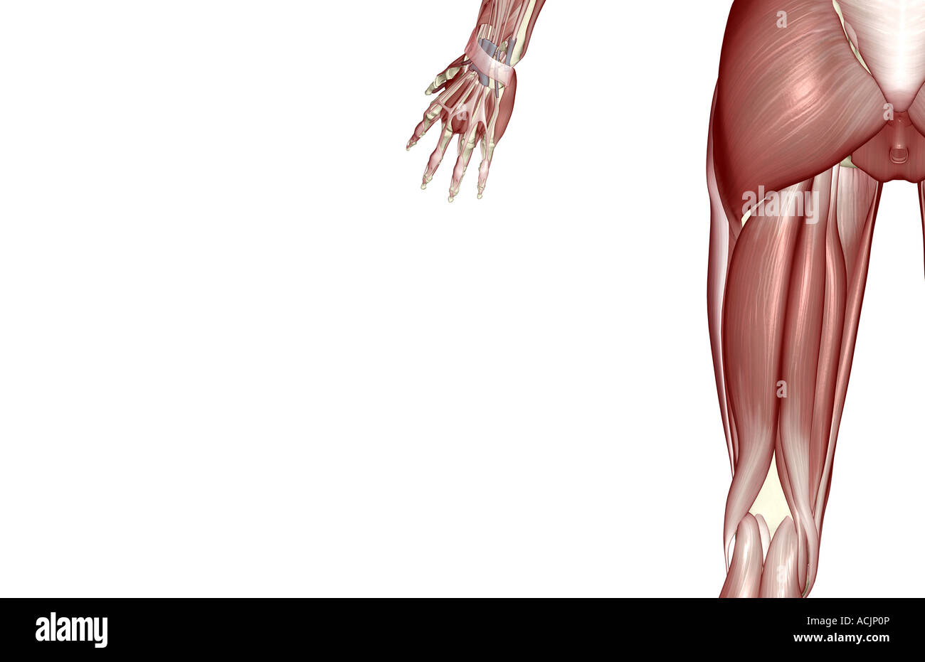 Muscles of the thigh hi-res stock photography and images - Alamy