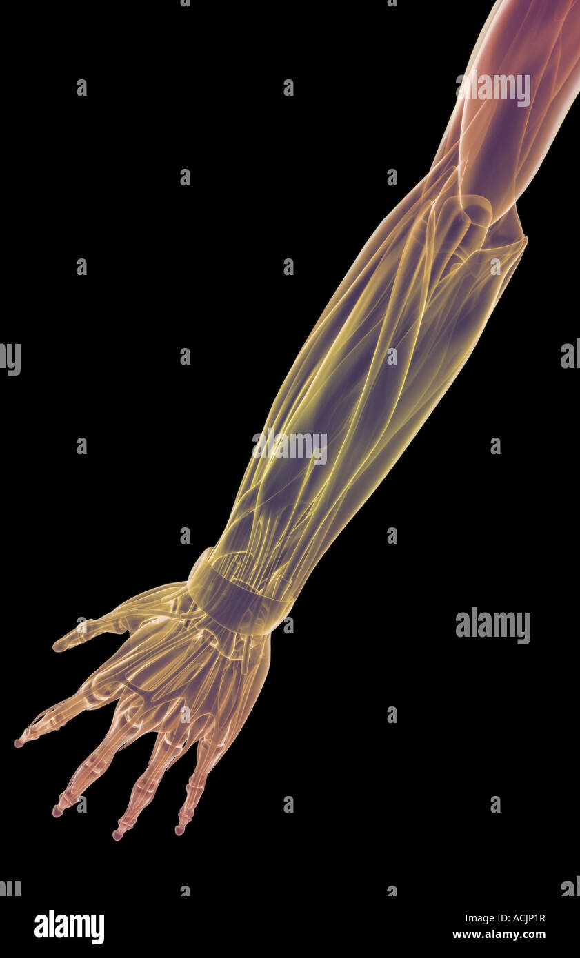 The muscles of the forearm Stock Photo - Alamy