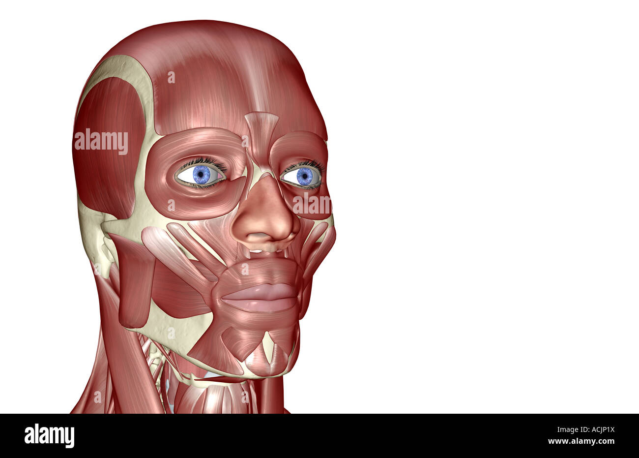 The muscles of the head and face Stock Photo - Alamy
