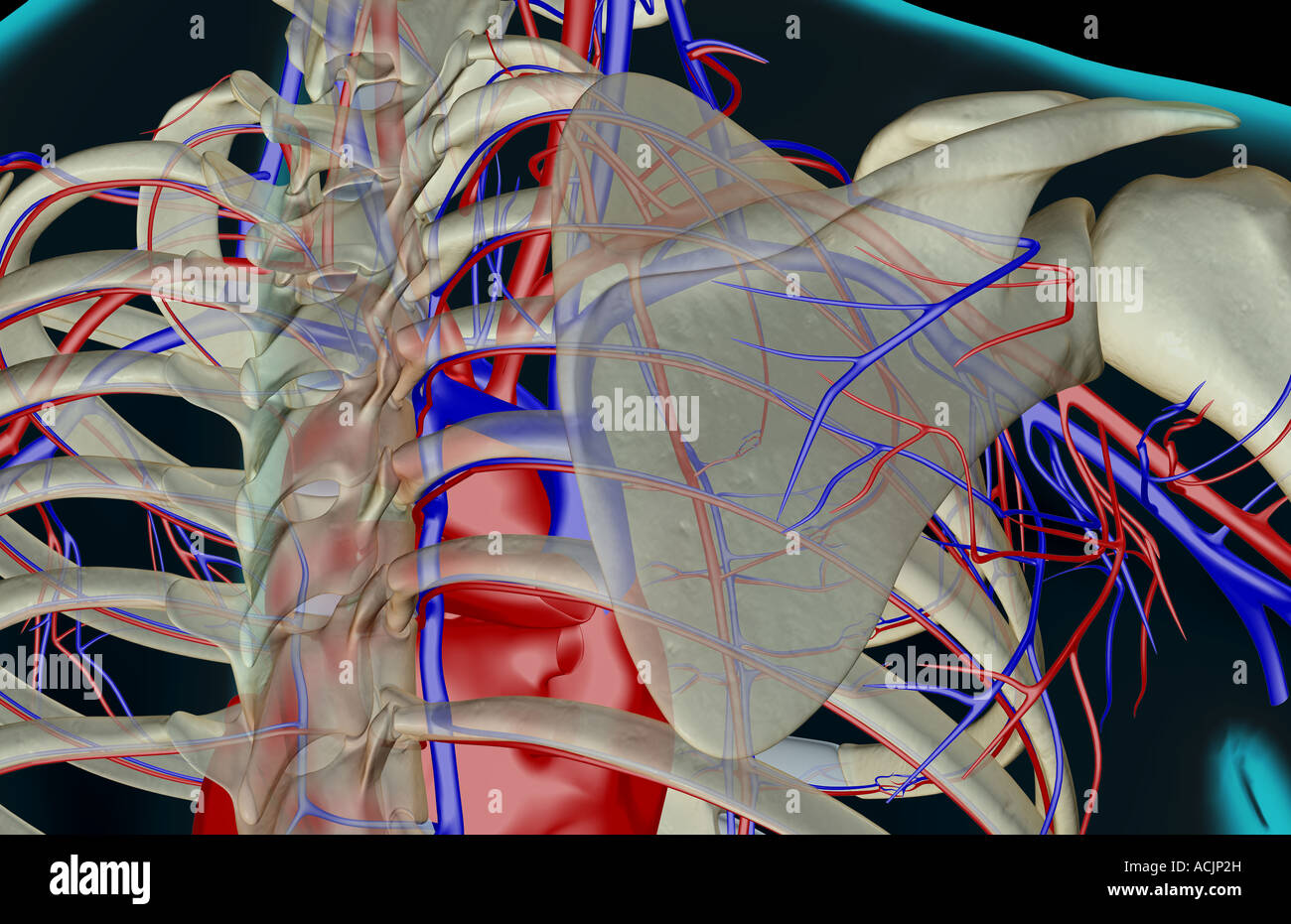 Blood vessels illustration veins hi-res stock photography and images ...