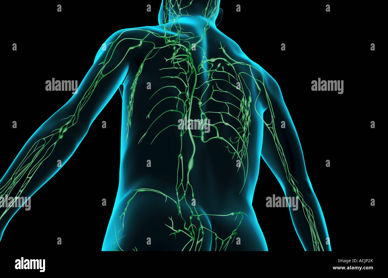 The lymph supply of the upper body Stock Photo - Alamy