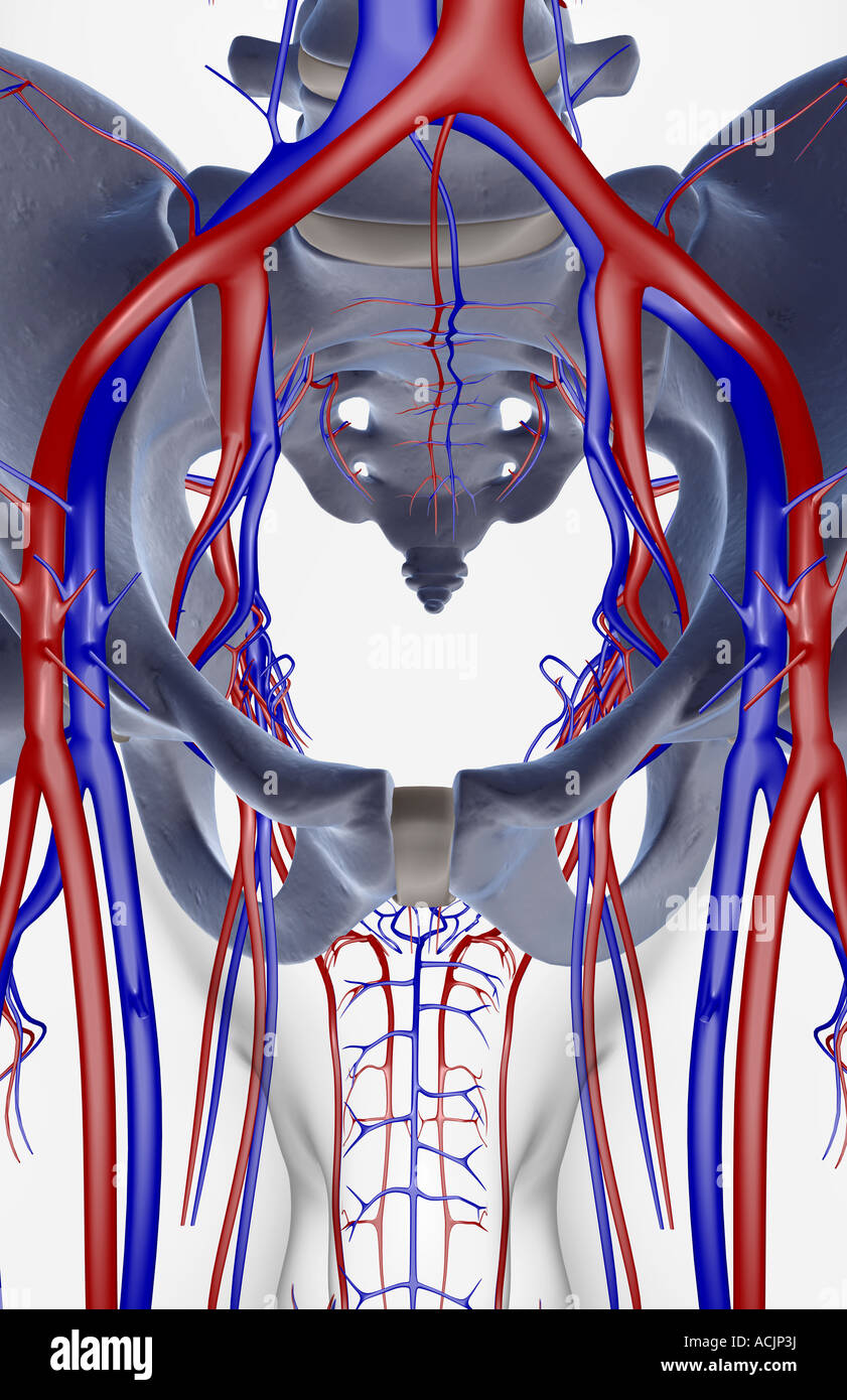 Sacral vein hi-res stock photography and images - Alamy
