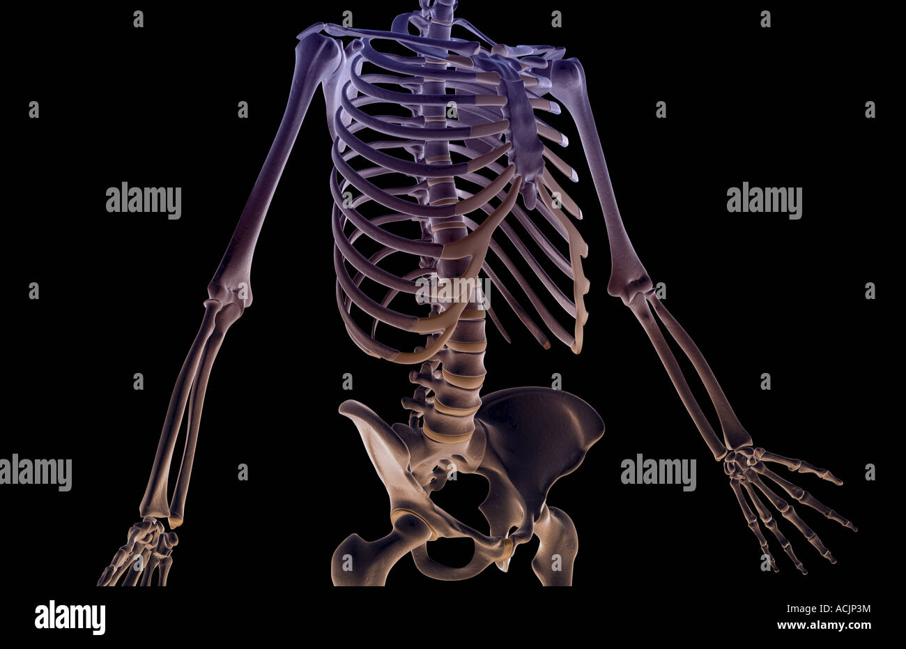 The bones of the trunk Stock Photo - Alamy