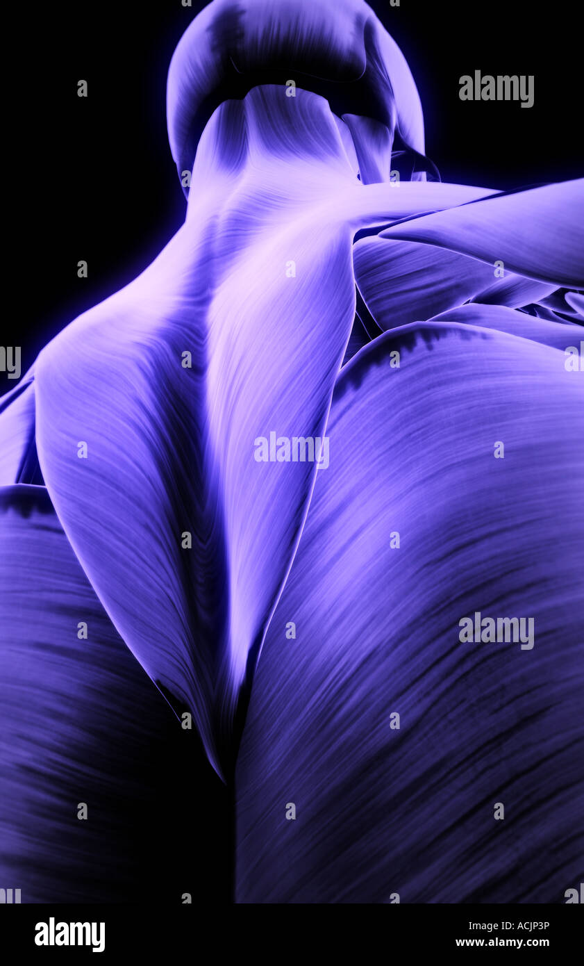 The muscles of the upper body Stock Photo - Alamy