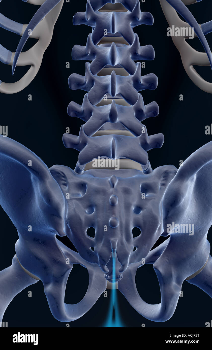 The bones of the lower back Stock Photo - Alamy