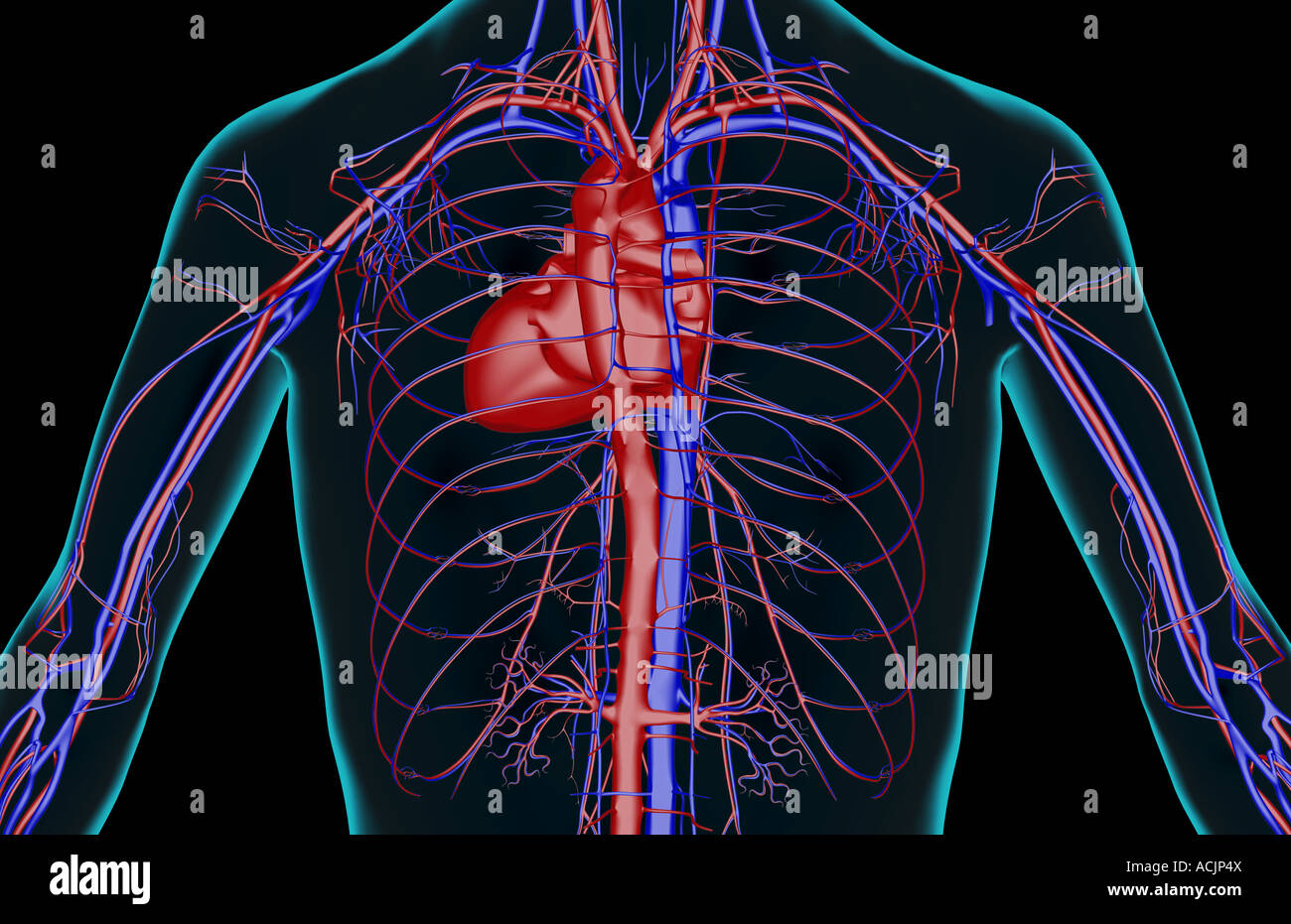 The blood supply of the upper body Stock Photo - Alamy