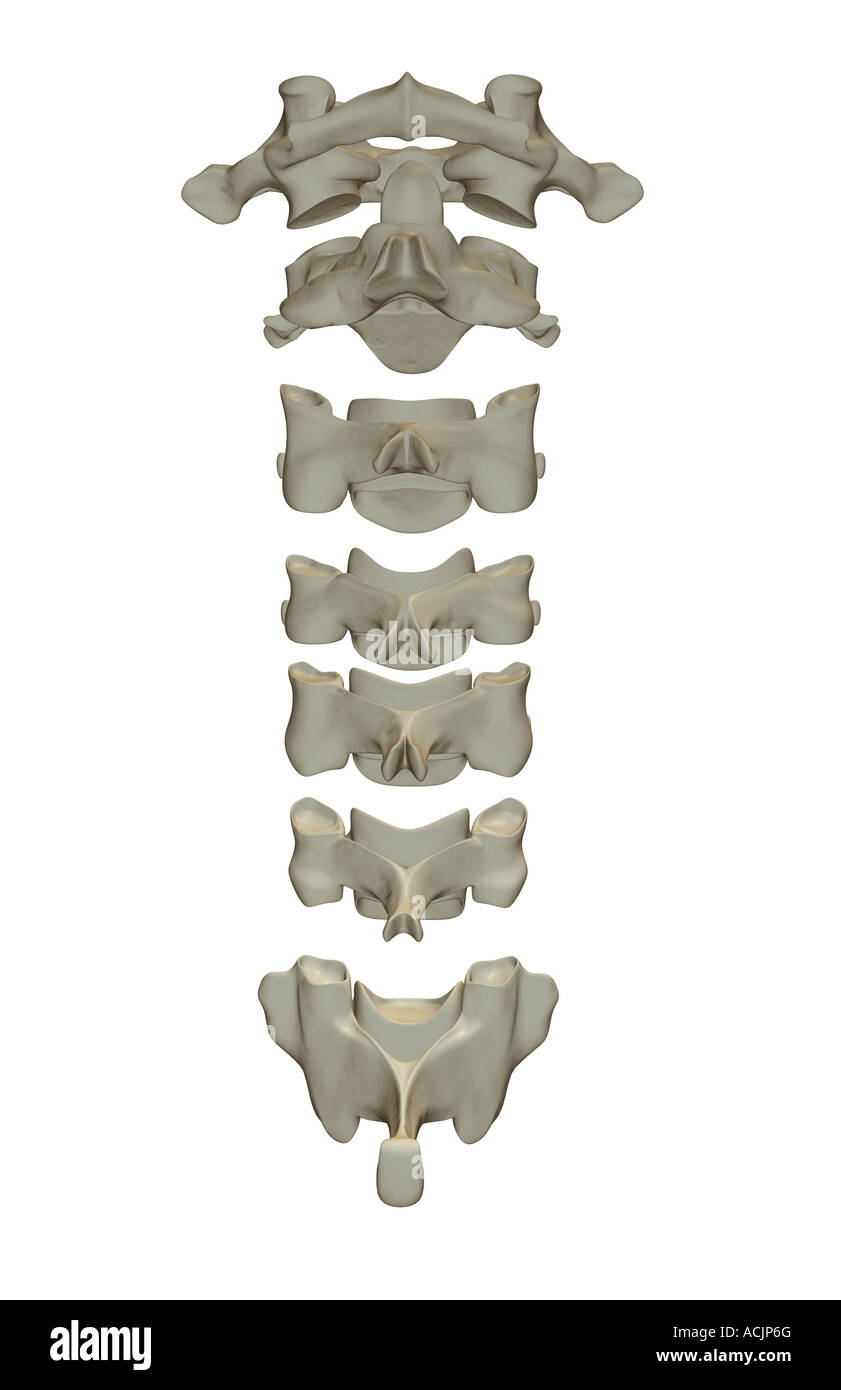 Cervical vertebrae Cut Out Stock Images & Pictures - Alamy