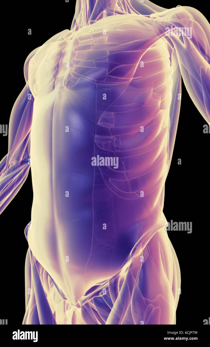 The muscles of the trunk Stock Photo - Alamy