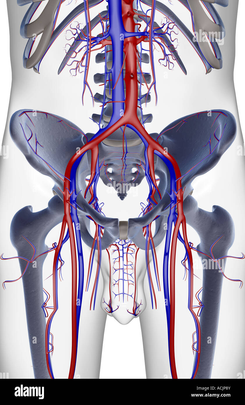 Sacral Promontory Blood Vessels