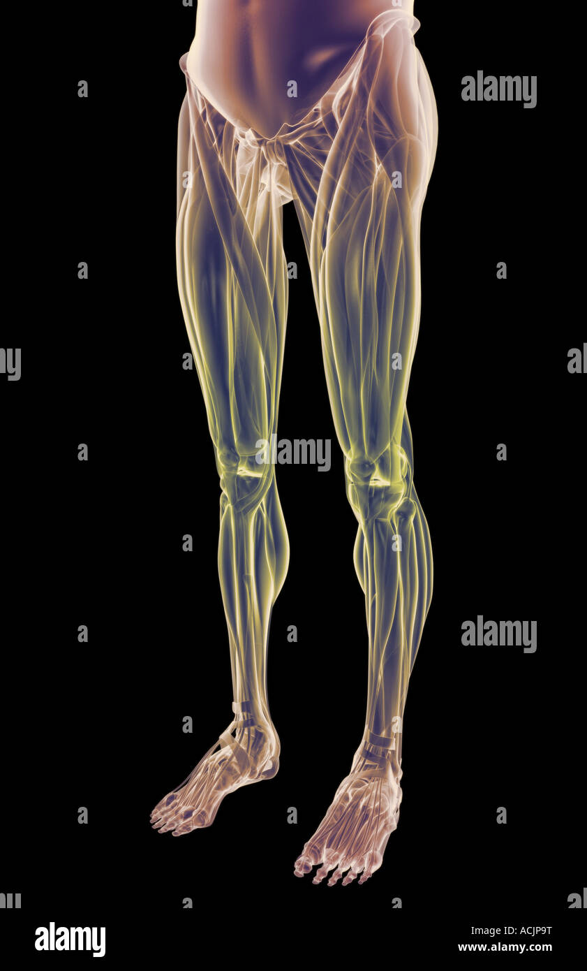 The muscles of the lower body Stock Photo - Alamy