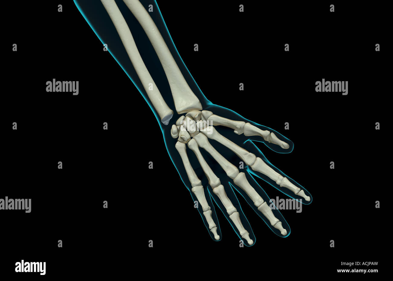 The bones of the hand Stock Photo - Alamy