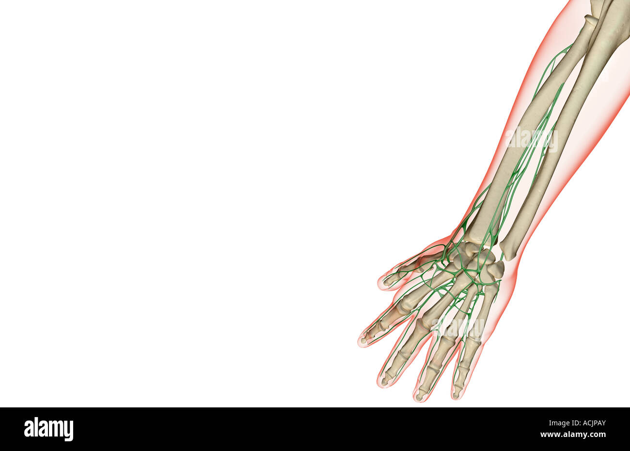 The lymph supply of the forearm Stock Photo - Alamy