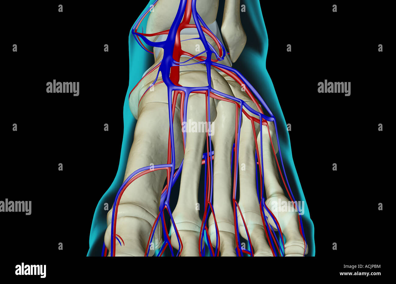The blood supply of the foot Stock Photo - Alamy