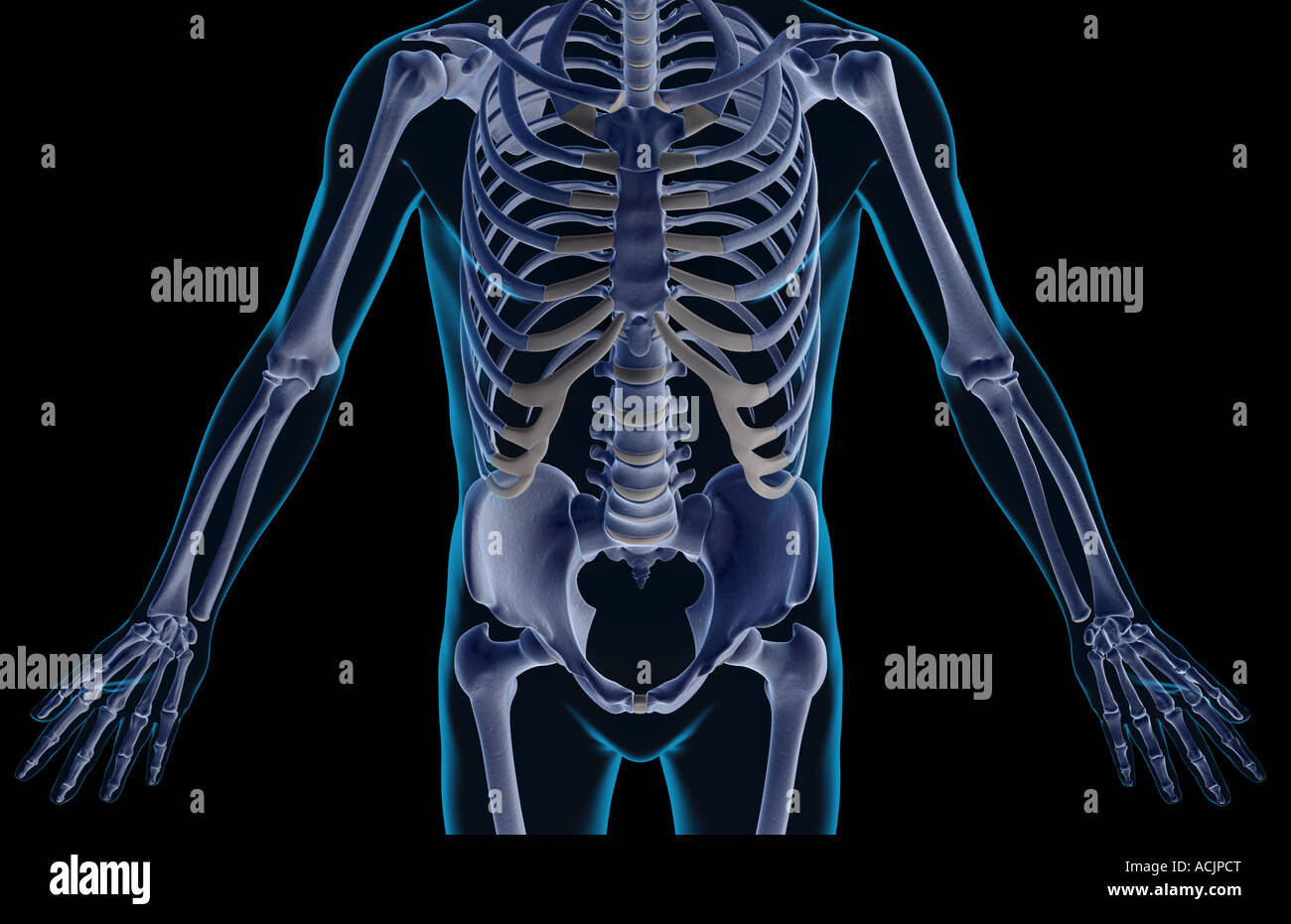 The bones of the trunk Stock Photo - Alamy