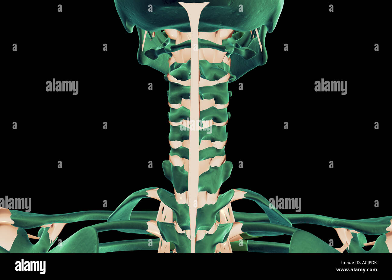 The ligaments of the neck Stock Photo - Alamy
