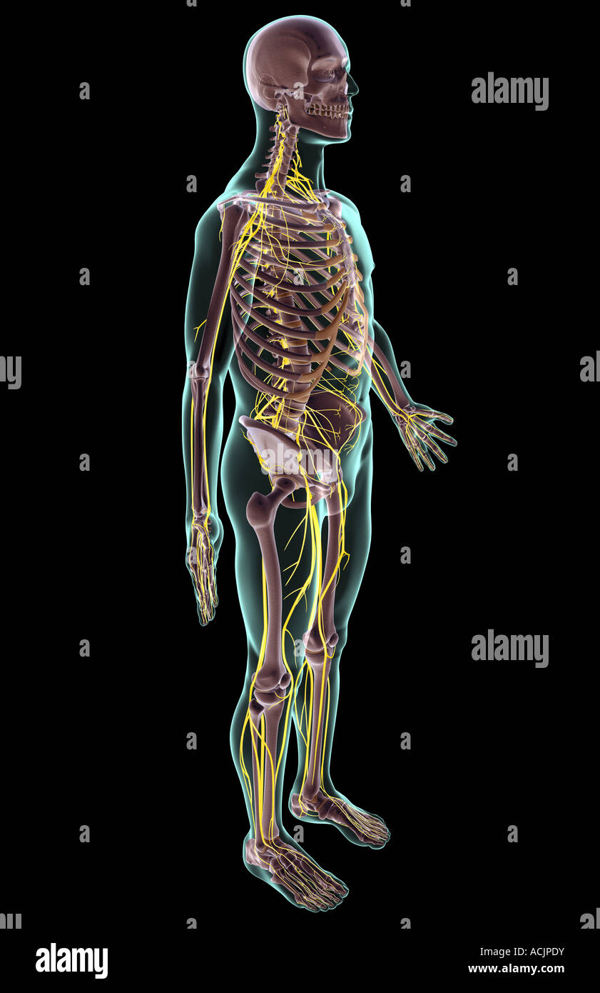 The nervous system Stock Photo - Alamy