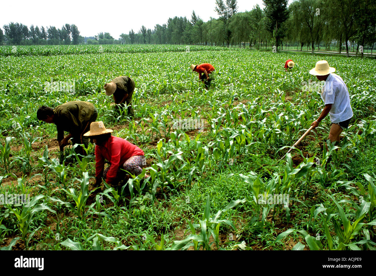 Farmers tending their crops in the field of near Beijing China Stock ...