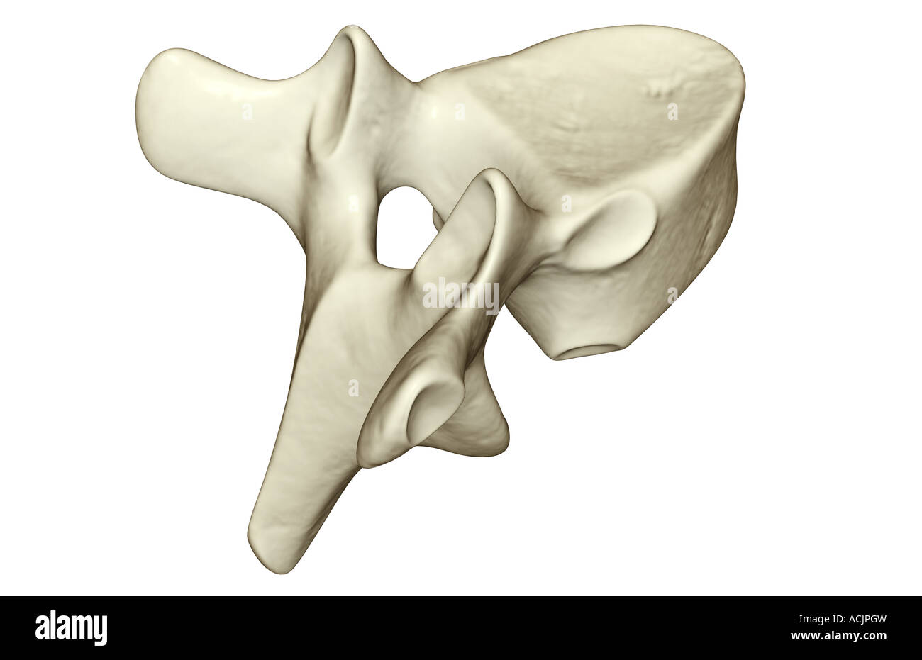 Human vertebrae close up Cut Out Stock Images & Pictures - Alamy