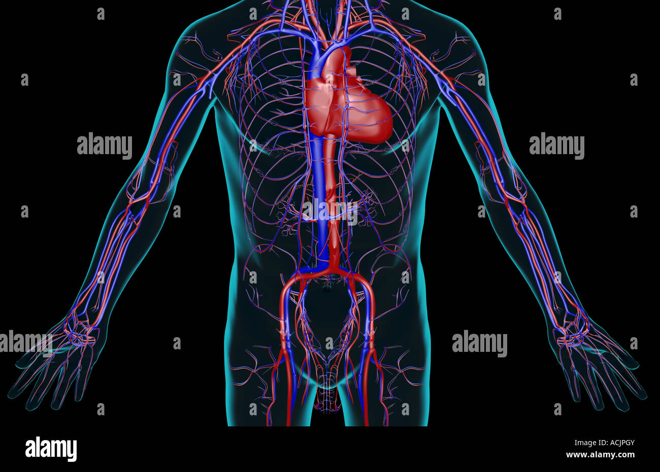 The blood supply of the trunk Stock Photo - Alamy