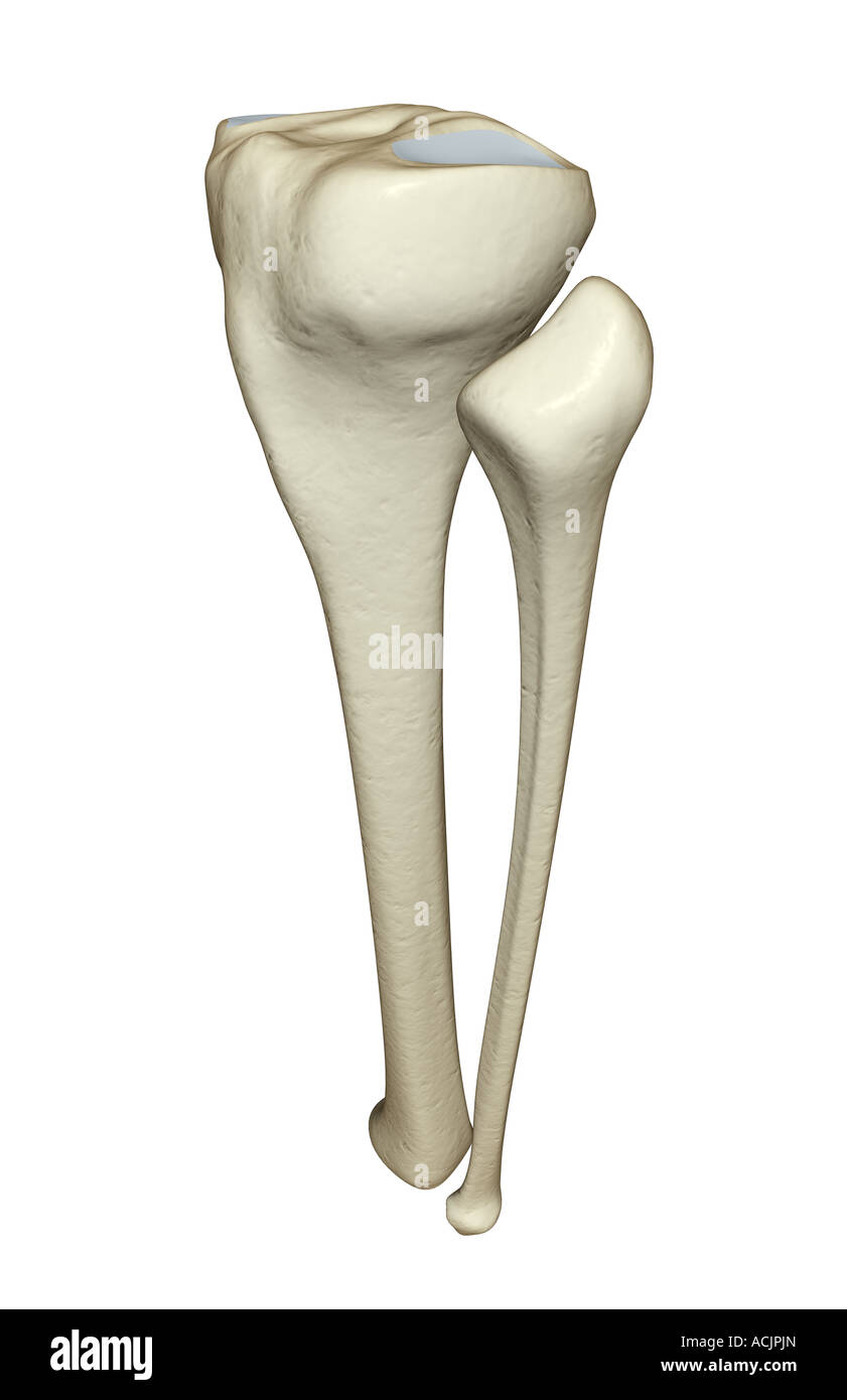 The bones of the leg Stock Photo - Alamy