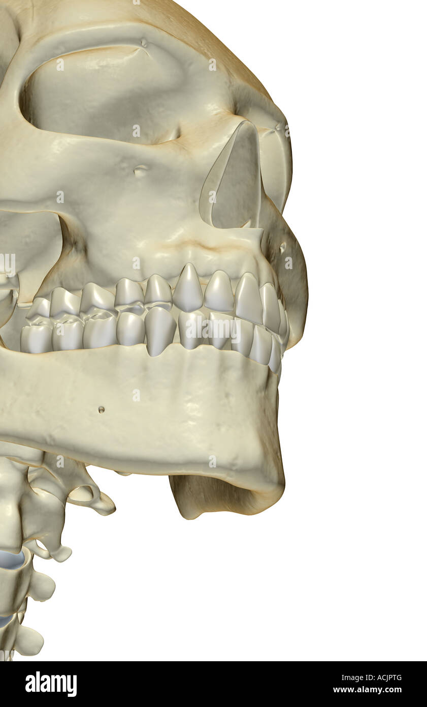 The bones of the jaw Stock Photo - Alamy